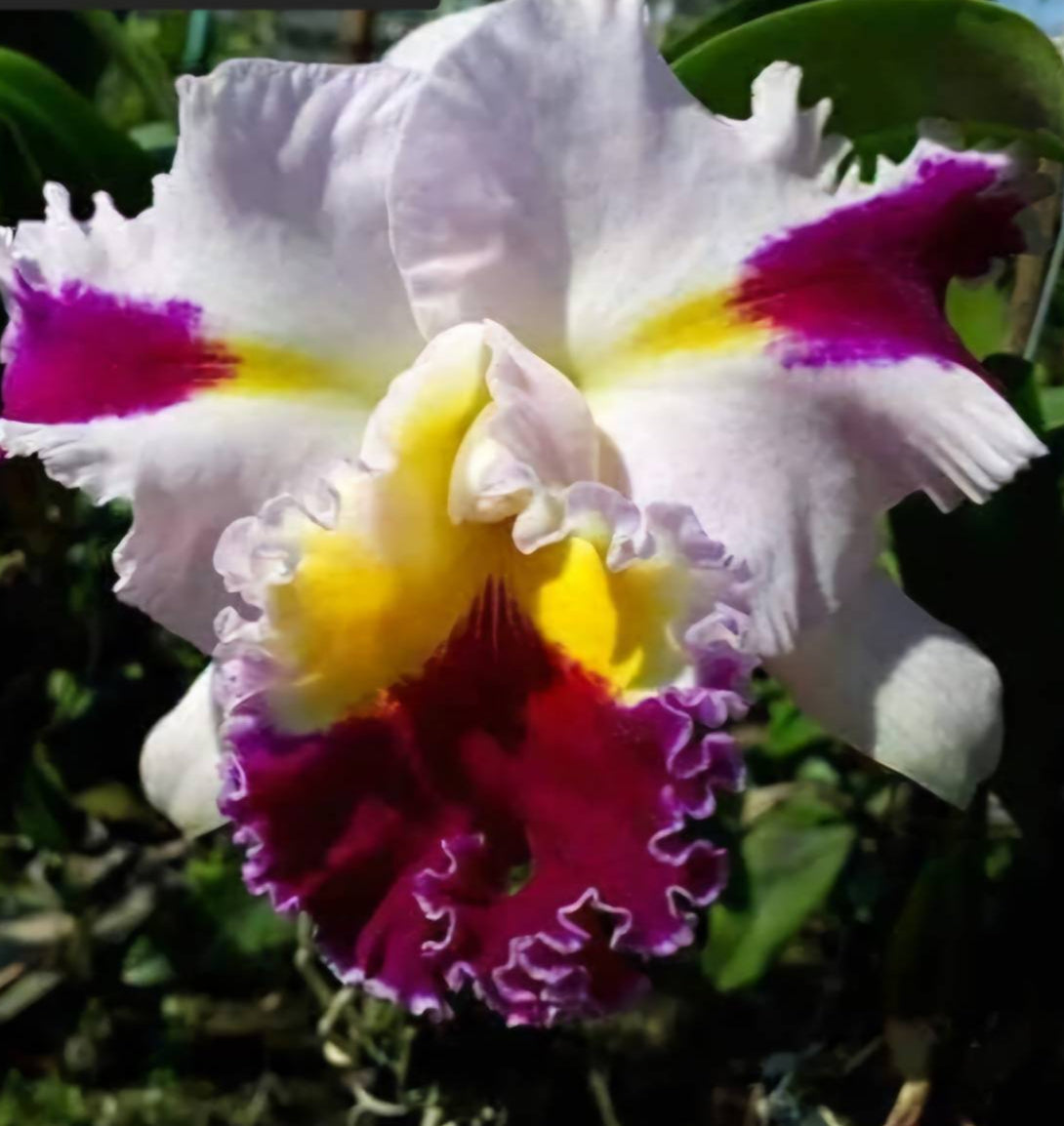 Cattleya Platinum Sun 'Patchara Fancy' – Orchid Botanix & Tropicals of ...