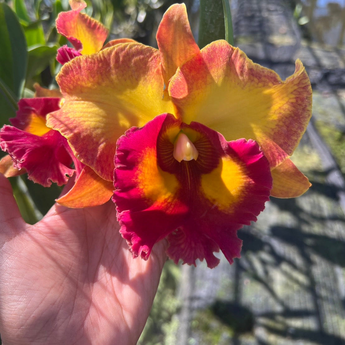 Rlc. Chomthong Fancy – Orchid Botanix & Tropicals of Winnipeg