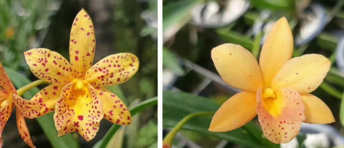Claudehamiltonara Hidden Gold – Orchid Botanix & Tropicals of Winnipeg