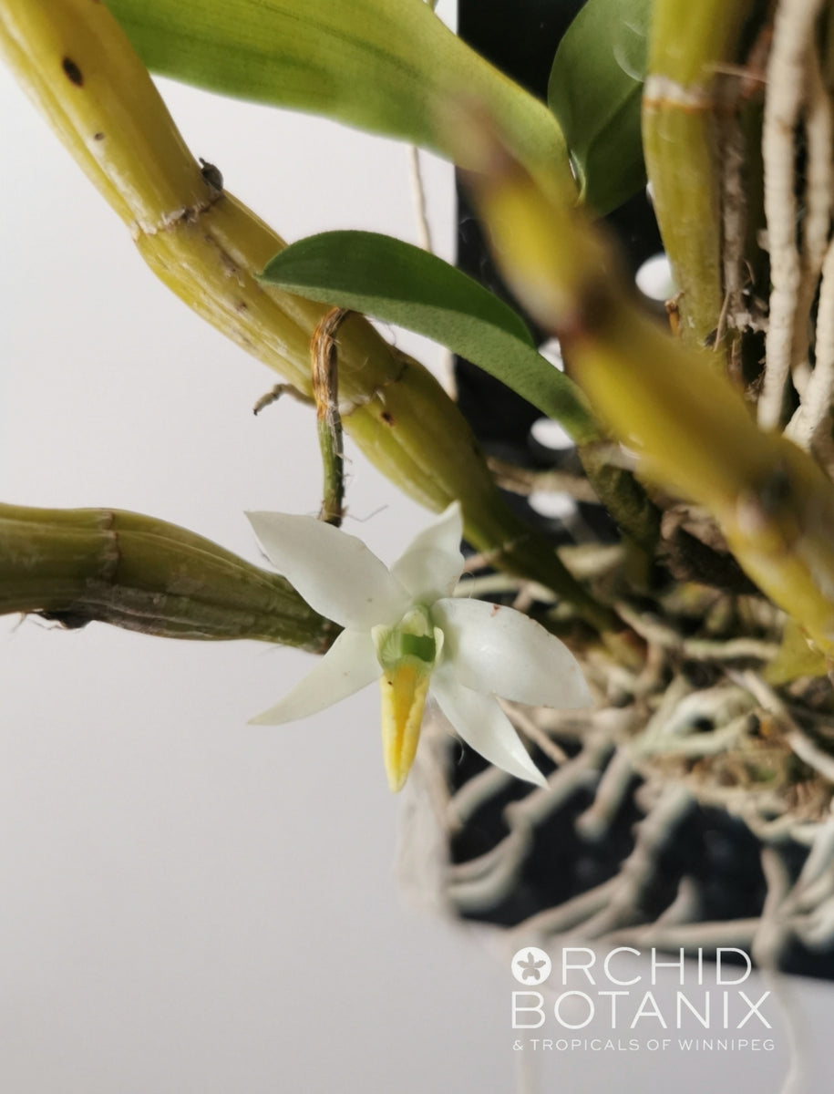 Dendrobium scabrilingue Lindl. – Orchid Botanix & Tropicals of Winnipeg