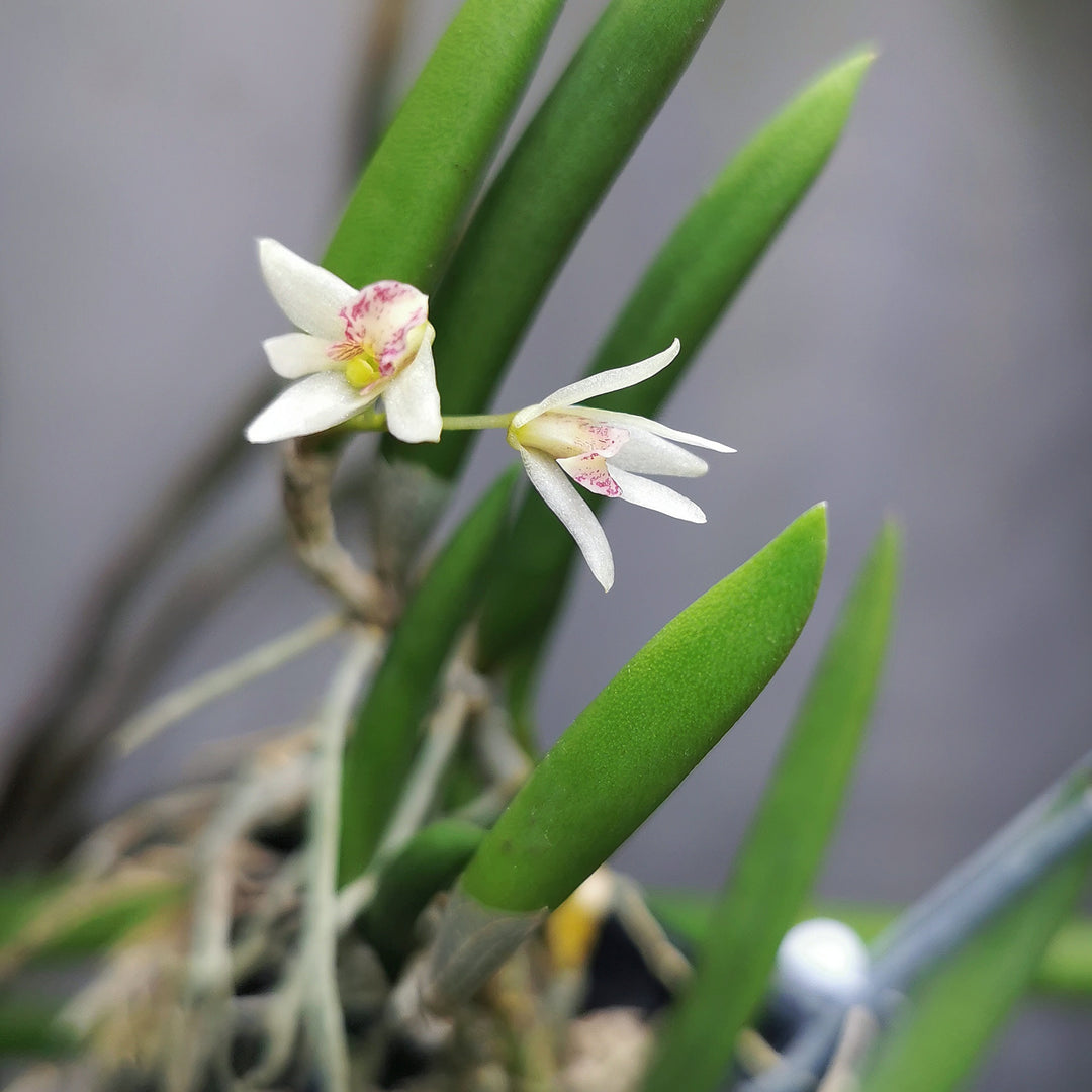 Orchid Botanix – Orchid Botanix & Tropicals of Winnipeg