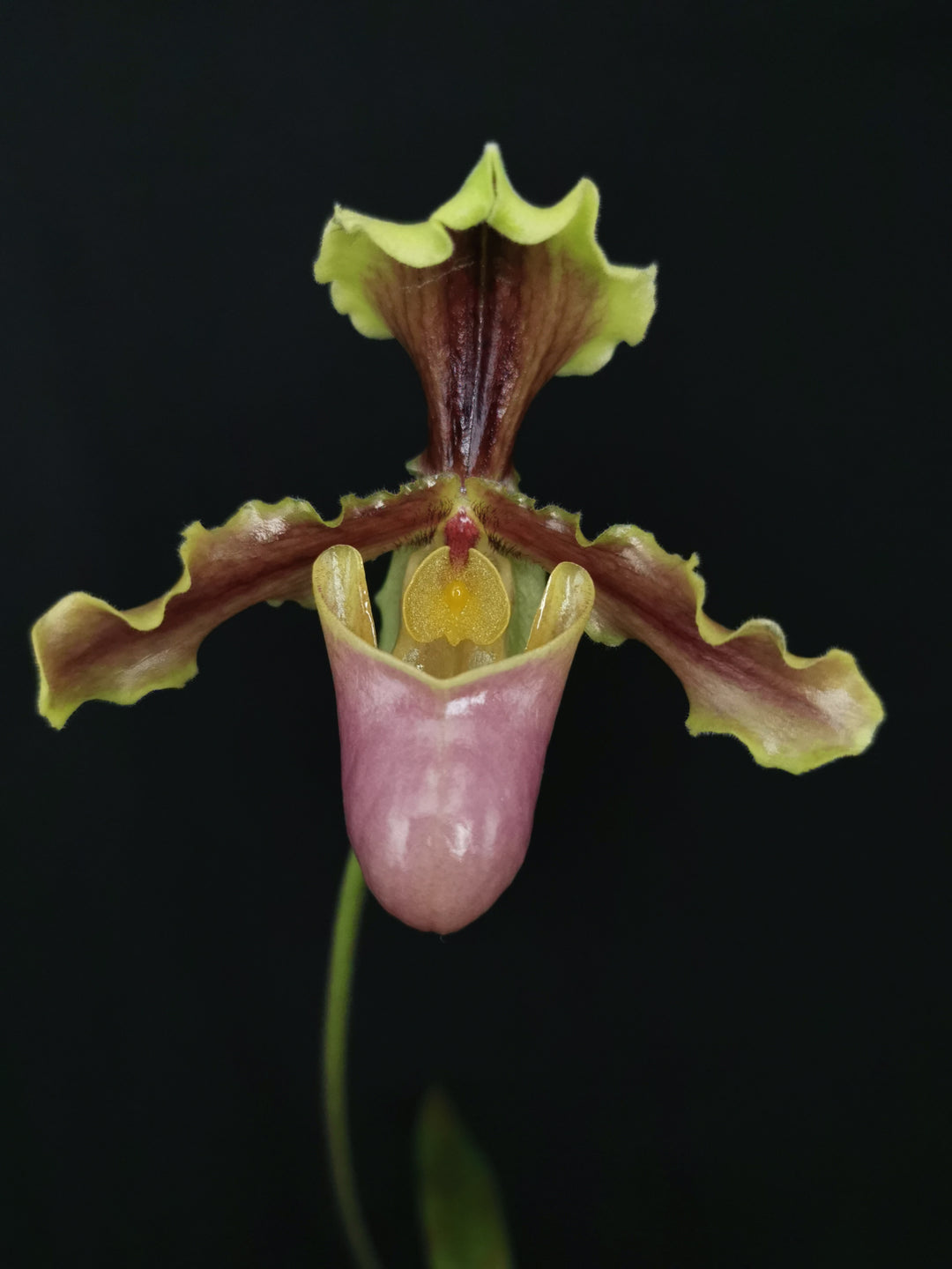 Orchid Botanix – Orchid Botanix & Tropicals of Winnipeg