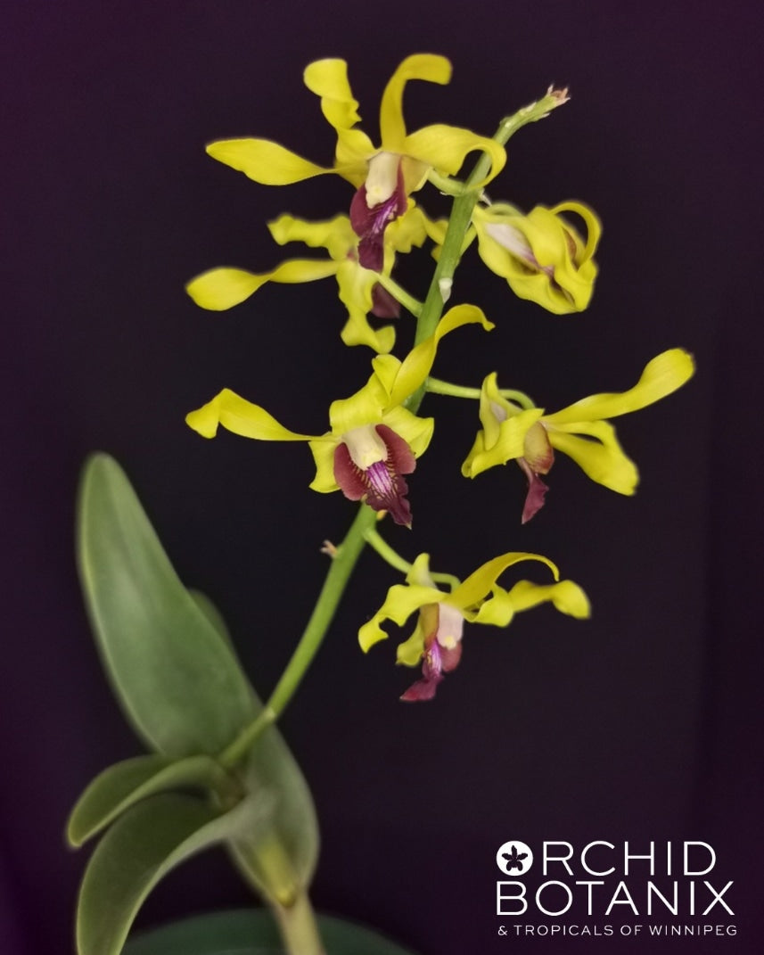 Orchid Botanix – Orchid Botanix & Tropicals of Winnipeg