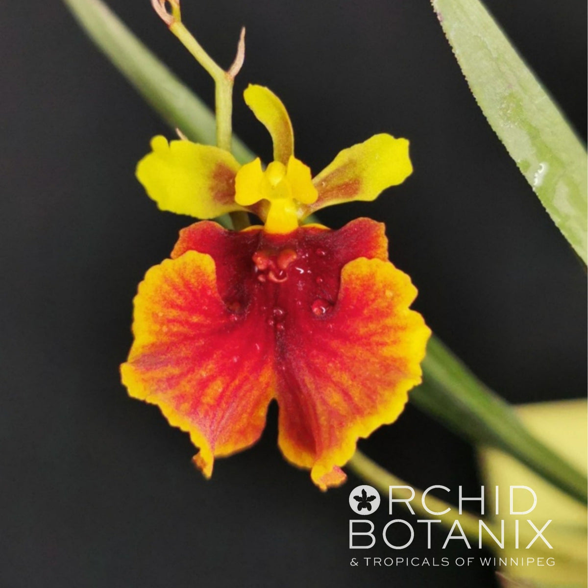 Tolumnia Jairak Flyer ‘Lady in Red’ – Orchid Botanix & Tropicals of ...