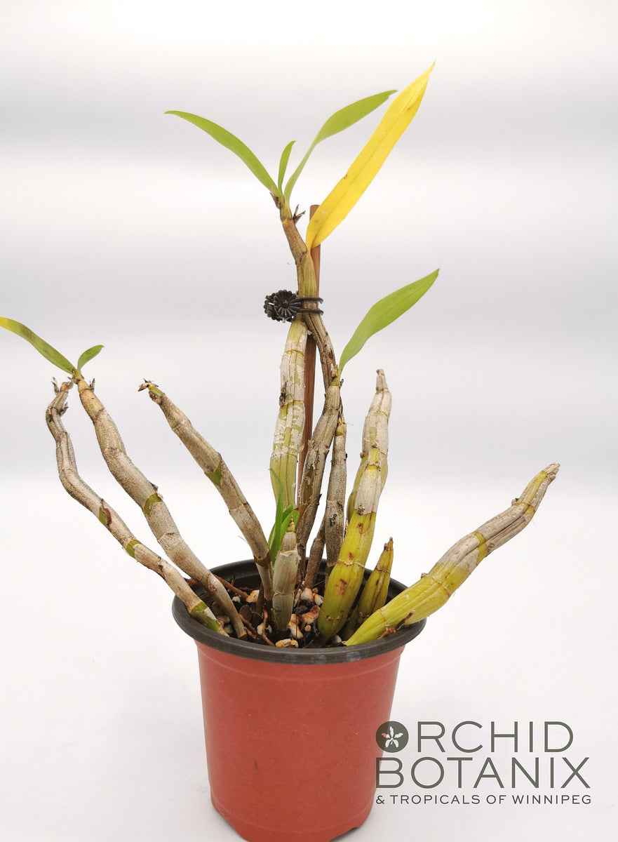 Dendrobium scabrilingue Lindl. – Orchid Botanix & Tropicals of Winnipeg