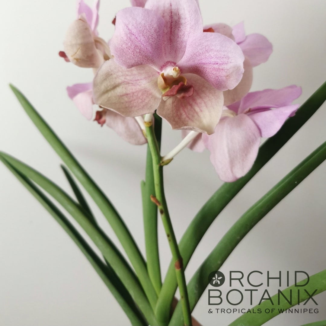 Papilionanda Pure Delight – Orchid Botanix & Tropicals of Winnipeg