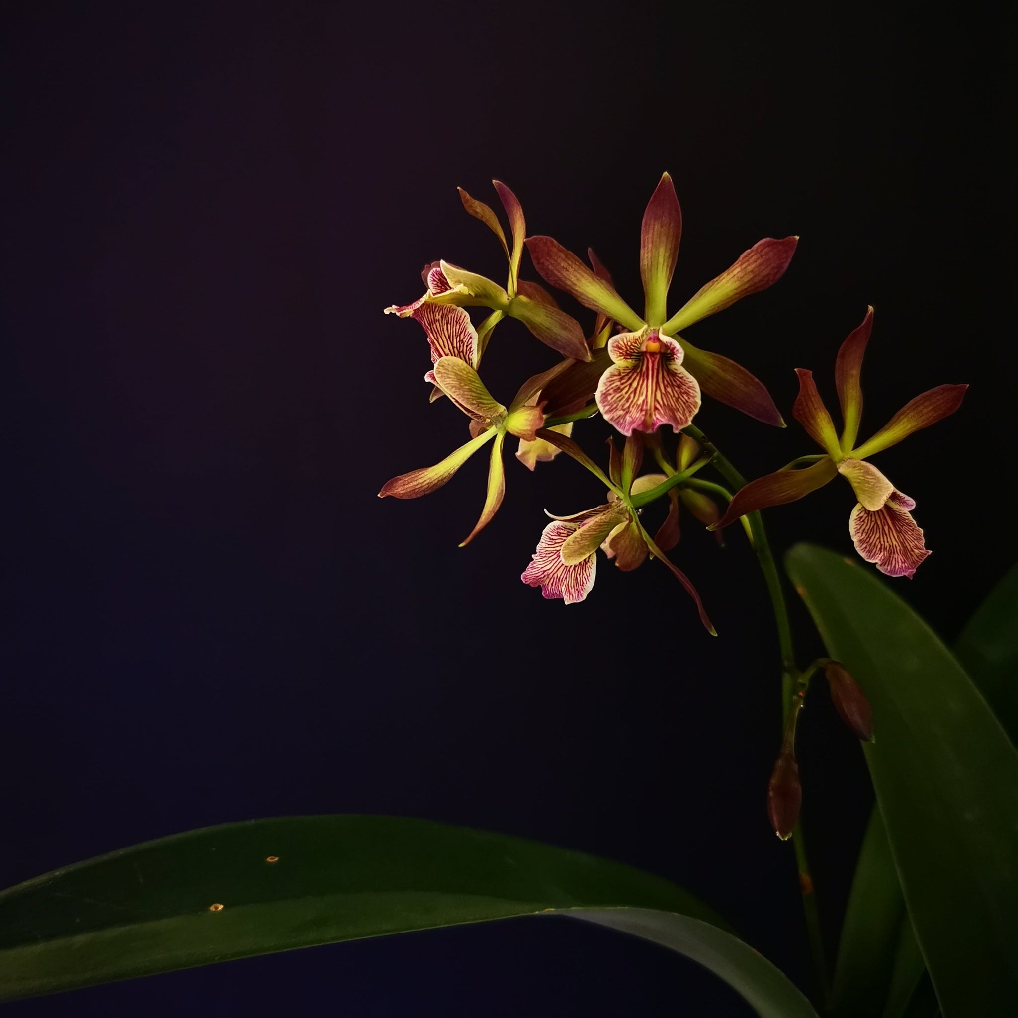 Orchid Botanix – Orchid Botanix & Tropicals of Winnipeg
