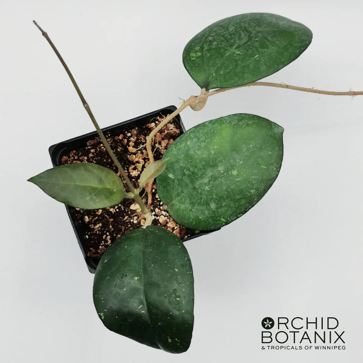 Hoya cv. Joy – Orchid Botanix & Tropicals of Winnipeg