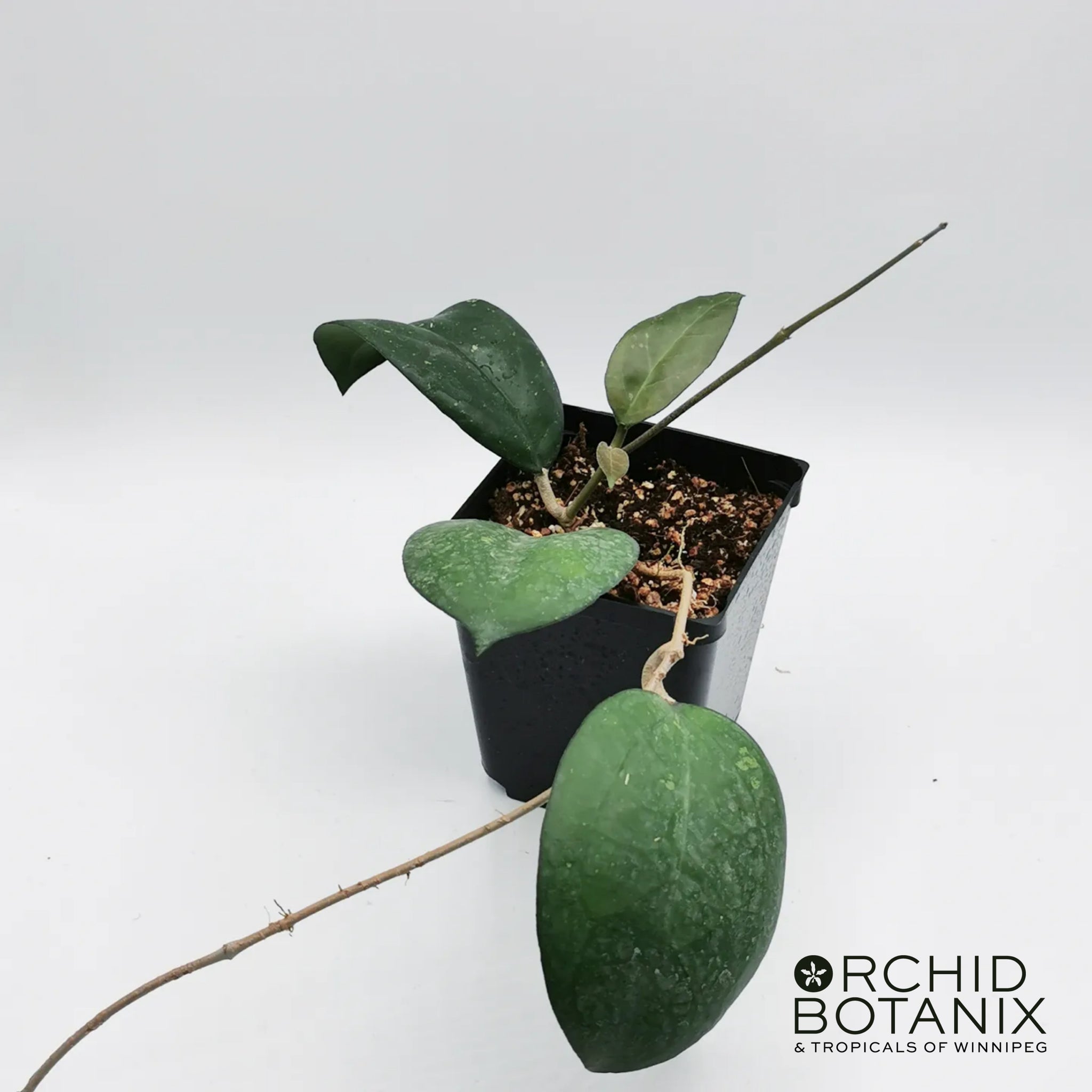 Hoya cv. Joy – Orchid Botanix & Tropicals of Winnipeg
